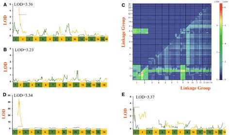 Qtl Mapping Of Growth Traits And Shell Color In The Hybrid Scallops Download Scientific