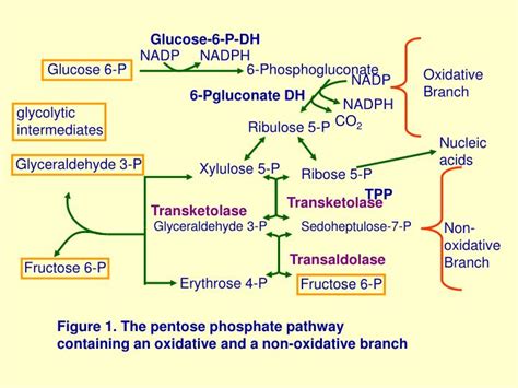 Ppt Pentose Pathway And Antioxidants Powerpoint Presentation Id4397397