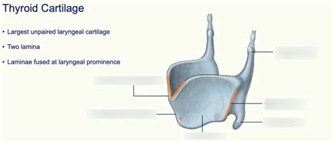 Diagram Of Thyroid Cartilage Diagram Quizlet