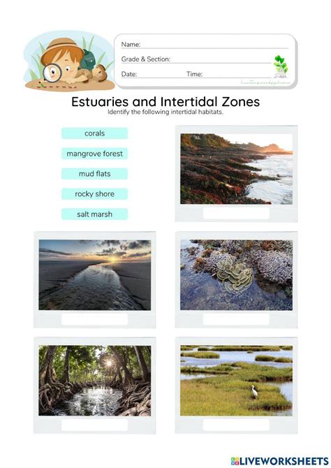 2158951 Intertidal Zones Worksheet