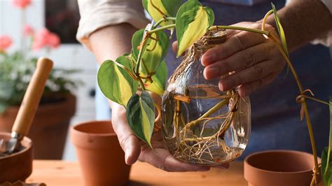 50 Plantas Que Se Reproducen Por Esquejes Guía Definitiva Y Actualizada