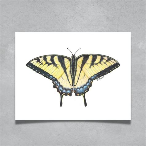 Spicebush Swallowtail Butterfly Drawing