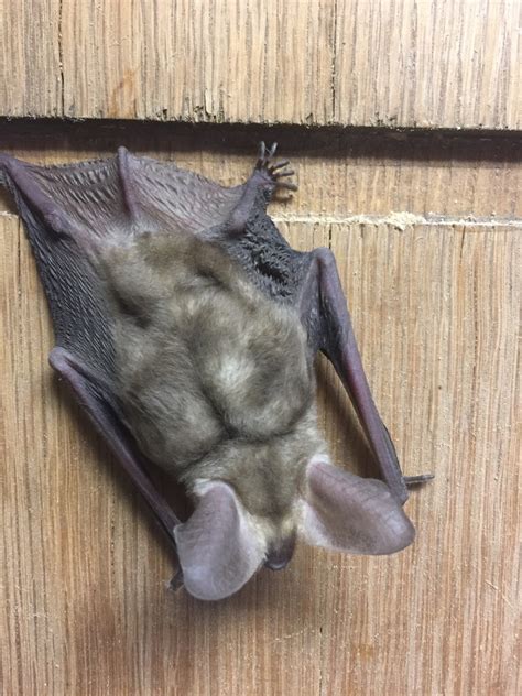 Pallid Bat Antrozous Pallidus Know Your Mammals