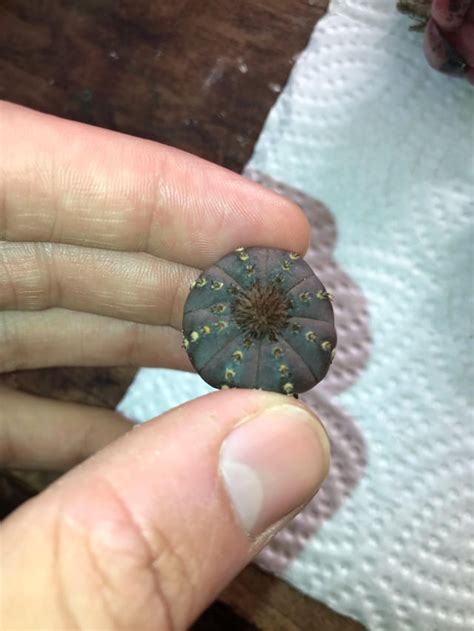 Tips For Frailea Asteroidea Rcactus