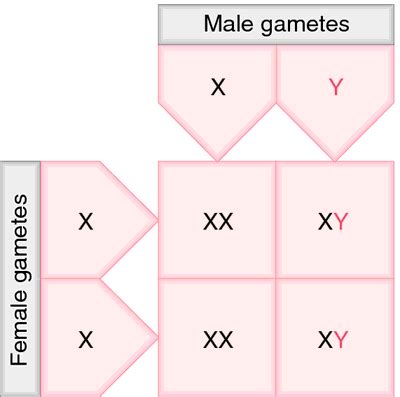 Punnett Square Definition Of Punnett Square By Medical Dictionary