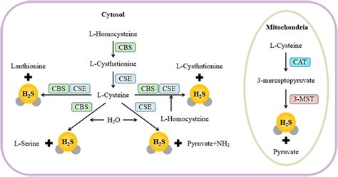The Synthesis Of Intracellular H2s Cbs Cse 3‐mst Cat Are Enzymes