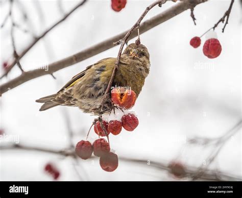 Red Crossbill Female Sitting On The Tree Branch And Eats Wild Apple