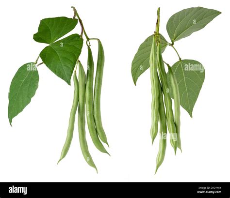 Green Young Plant Long Cut Out Stock Images And Pictures Alamy
