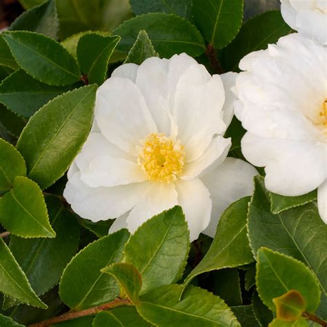 Complete Camellia Care Guide How To Plant Grow And Care For Camellias