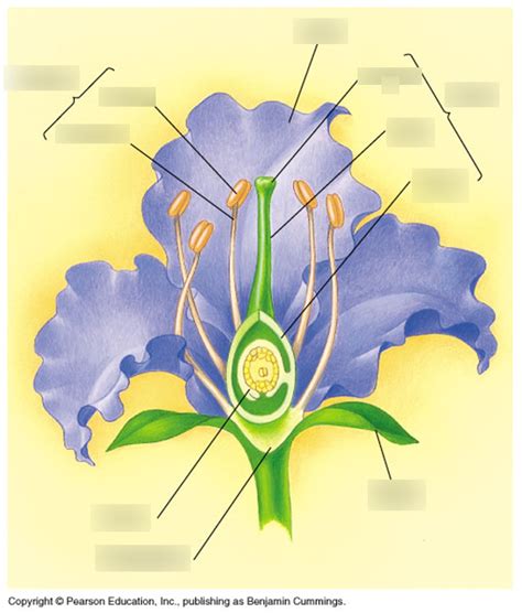Flower Parts Diagram Quizlet Flower Parts Diagram Quizlet