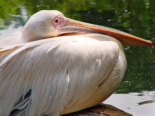 Pelican Pelican On The Side Of The Pond Tambako The Jaguar Flickr