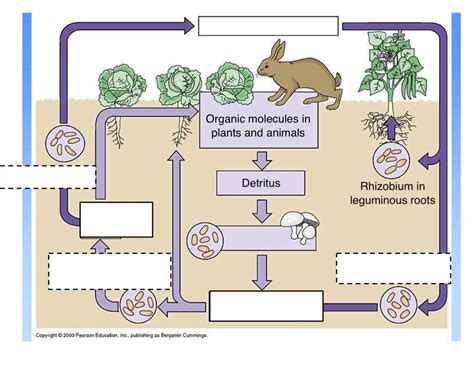 Nitrogen Cycle Process Steps With Diagrams Explained