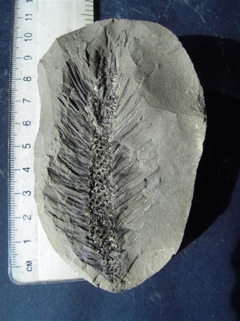 Lepidodendron Fossil Hunting Trips The Fossil Forum