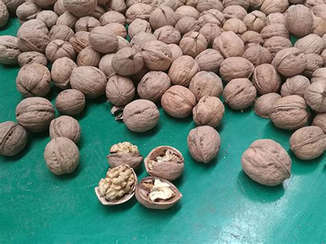 185 Walnut Inshell On Sale High Quality Dried Walnuts In Shell Origin Walnuts Inshell Top