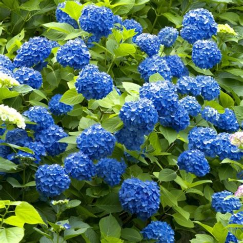 Hortensia Macrophylla Bavaria Blue Ghiveci 2l