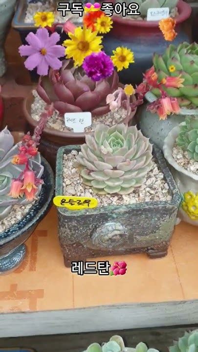 🌼한몸에서 꽃대를🌼~ Youtube