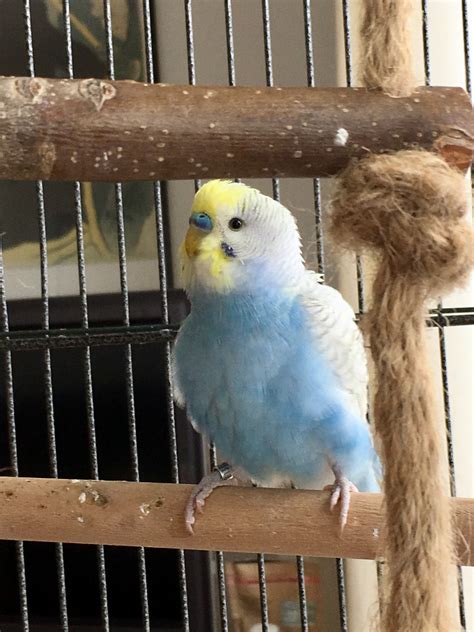 Different Parakeet Color Variations Artofit