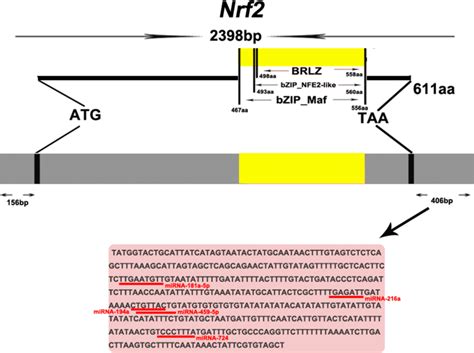 Schematic Representation Of The Structure Of Nrf2 Genes And The 3 Utr