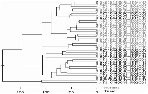 hierarchical clustering of the samples based on genomewide beta values