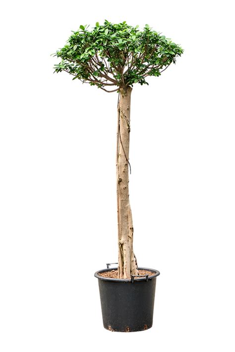Ficus Microcarpa Compacta Snelle Levering Fleurdirect Fleurdirect
