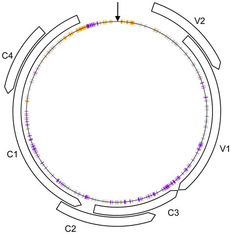 schematic representation of the recombinant genomes indicating