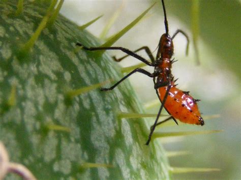 Psa Assassin Bug Vs Leaf Footed Bug Nymphs See Comments For More