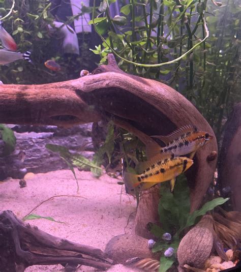 Apistogramma Macmasteri R Aquariums