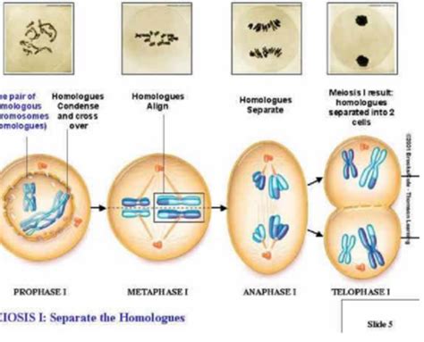 Reproductive Physiology Flashcards Quizlet