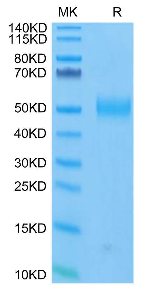 Fitc Labeled Human Siglec 3 Cd33 Protein Accession P20138 Jiangsu