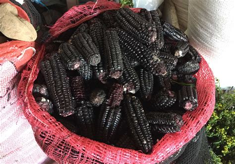 Cultural History Of Maize Earthhome Evolution