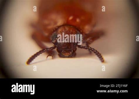Mealworm Under The Microscope Beetle Face Its Recently Transformed