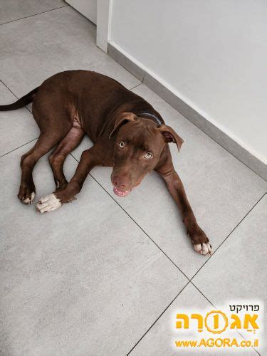 תמונה של כלב למסירה בחינם מודעה 2946685