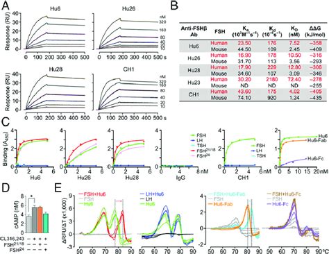 Humanized Anti Fshβ Antibodies Specifically Bind Human Fsh Surface Download Scientific Diagram