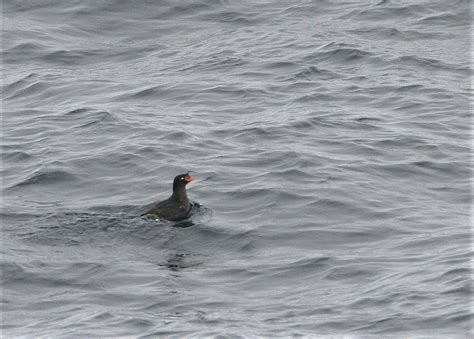 Genus Aethia Auklets — Coke Smith Wildlife