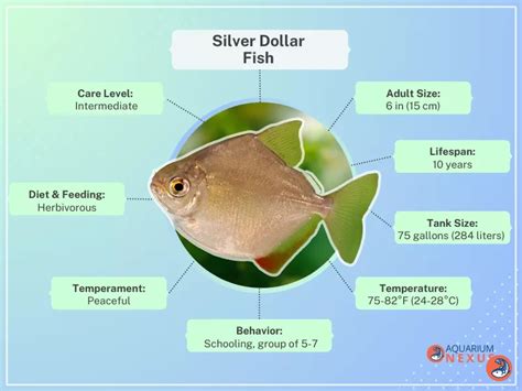 Silver Dollar Fish Care Complete Guide For Beginners Aquariumnexus