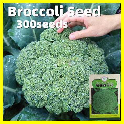 Original Green Top Variety Broccoli Seeds 300pcs Chinese Broccoli Seeds