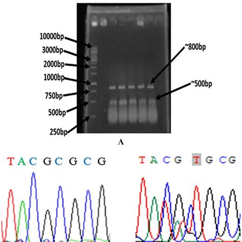 Agarose Gel Electrophoretogram And Sequence Output Of Arms Pcr Product