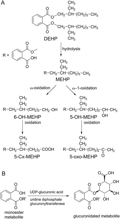 Metabolism Of Dehp A Hydrolyticoxidative Pathway Leading To Mehp