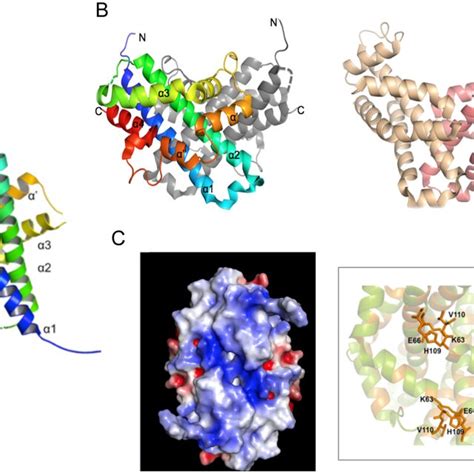 The Vpccass2 Dimer Pdb 3jrt A Ribbon Of Monomeric Unit With Colour