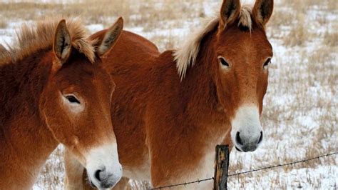 livestock | Definition, Examples, & Facts | Britannica
