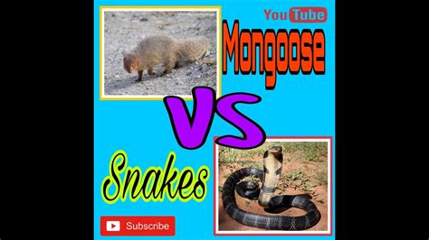 Mongoose vs Snakes ll Misteryosong Mundo - YouTube