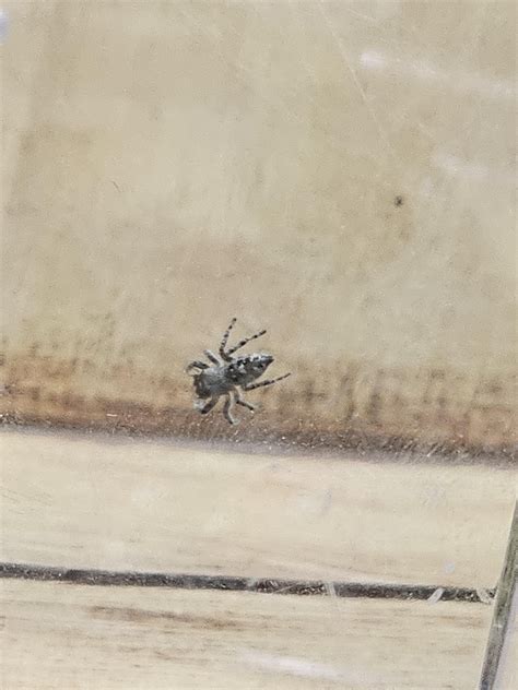 Canopy Jumping Spiders Rjumpingspiders