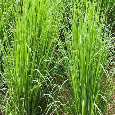 Well Watered Green Vetiver Grass Packaging Type Packet At ₹ 250