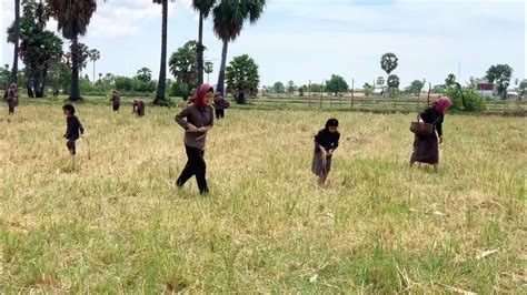 ឆាក គ្រួសារម៉ារ៉ានីរើសកួរស្រូវ នៅត្បូងឃ្មុំ វគ្គ ២ Youtube