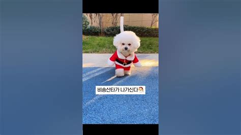 비숑이 크리스마스를 준비하는 자세 Youtube