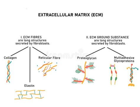 composition of extracellular matrix stock illustration illustration