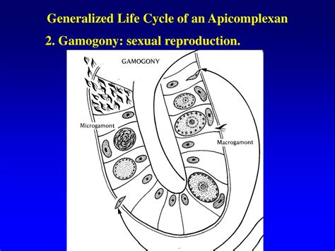 Ppt Phylum Apicomplexa Powerpoint Presentation Free Download Id