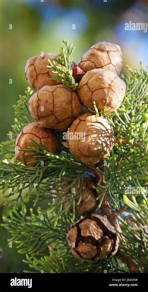 Tree Branch Sperm Resin Needles Tap Forest Trunk Tree Branch Sperm Stock Photo Alamy