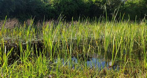 Reed Plants And Wetland Filtration Natures Solution To Pollution