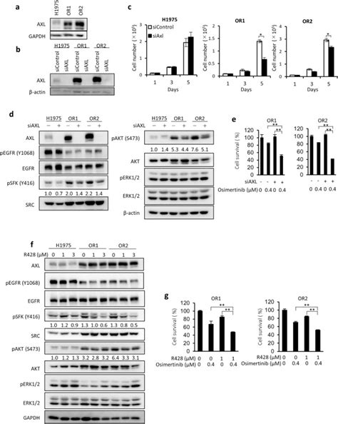 Axl Cdcp1 Src Axis Confers Acquired Resistance To Osimertinib In Lung Cancer Pmc